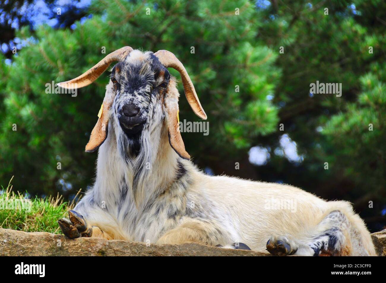 Goat species hi-res stock photography and images - Alamy