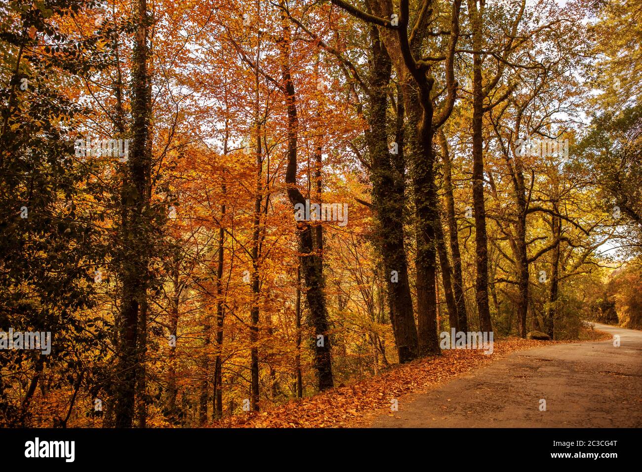Autumn landscape with road and beautiful colored trees, in Geres ...