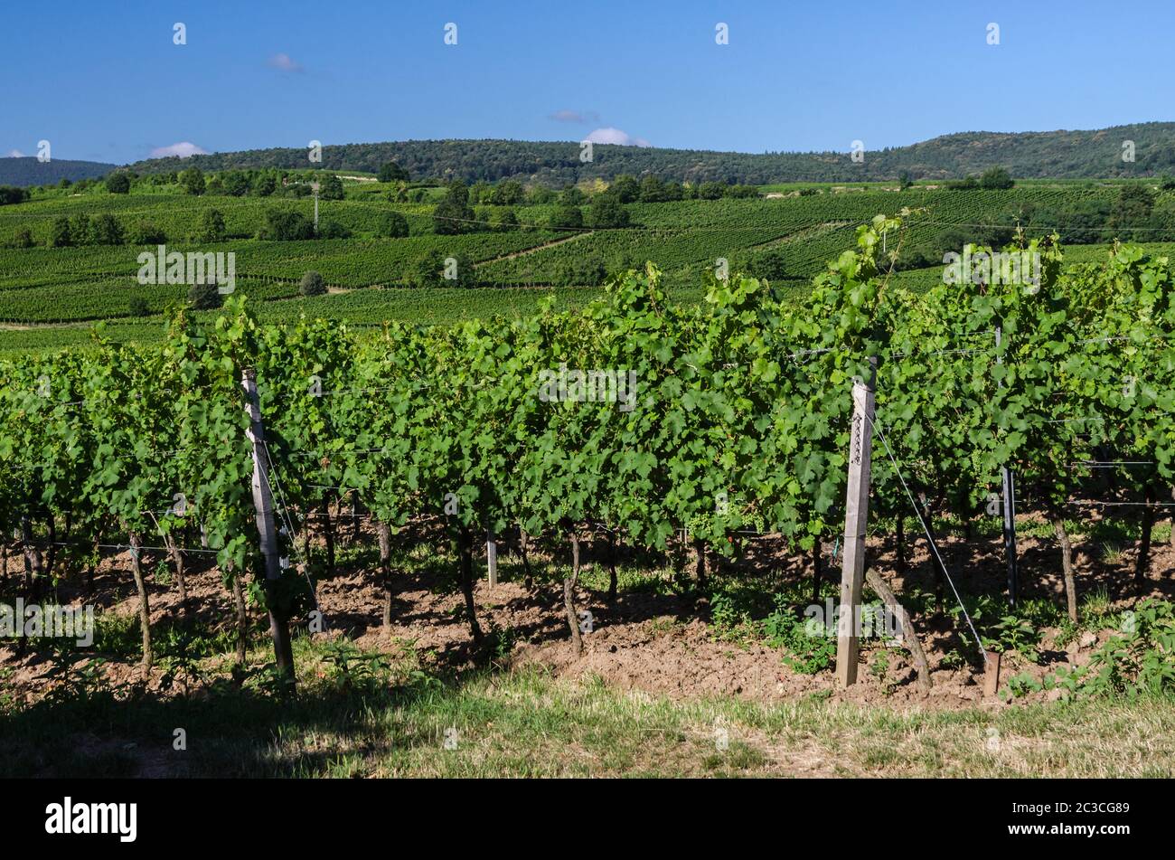 Rhineland palatinate wine route hi-res stock photography and images - Alamy