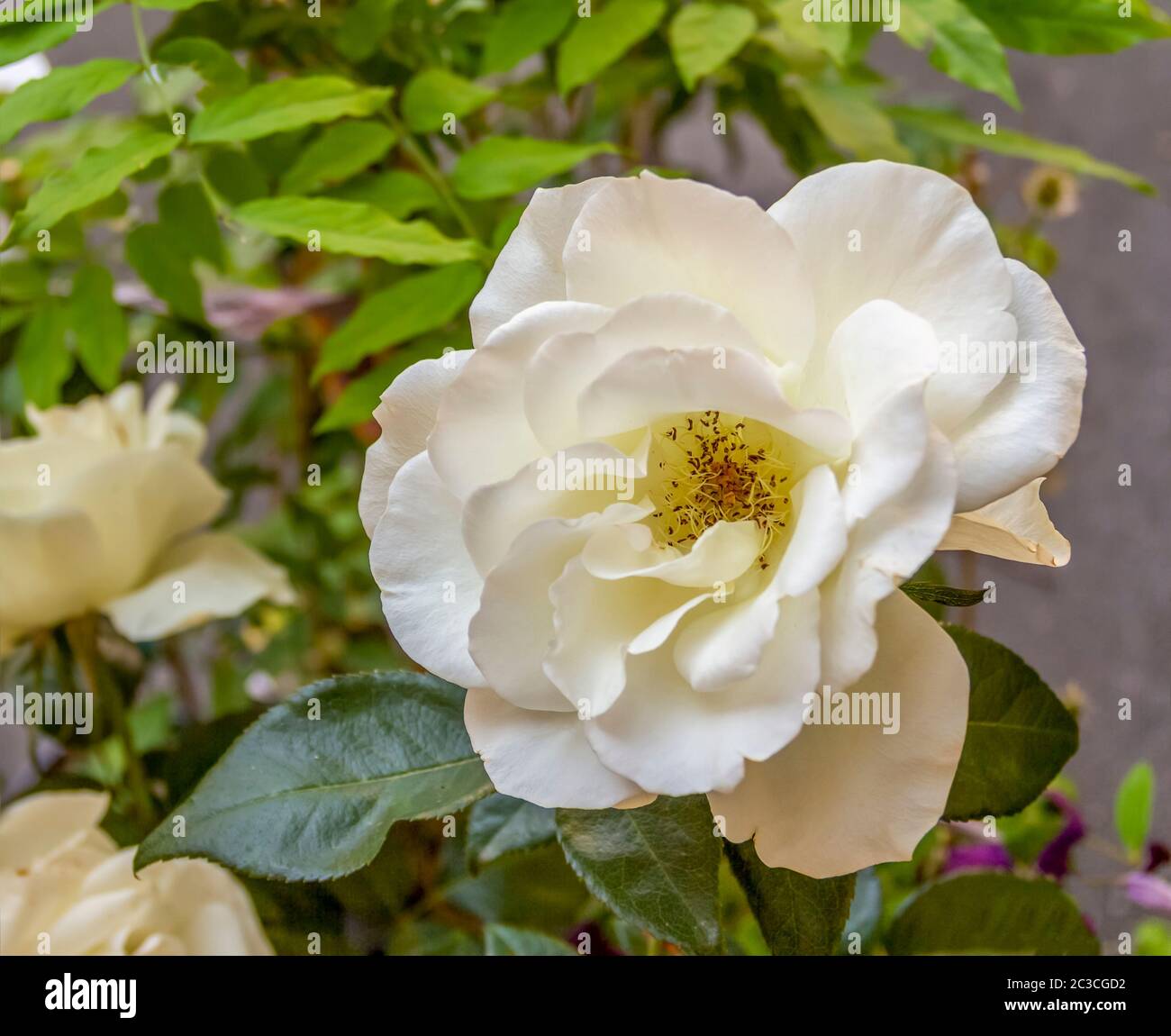 light colored rose flower head in natural back Stock Photo - Alamy