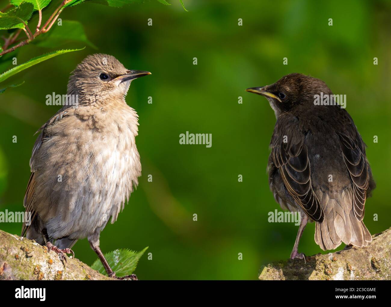 Closeup of two young starling birds Stock Photo - Alamy