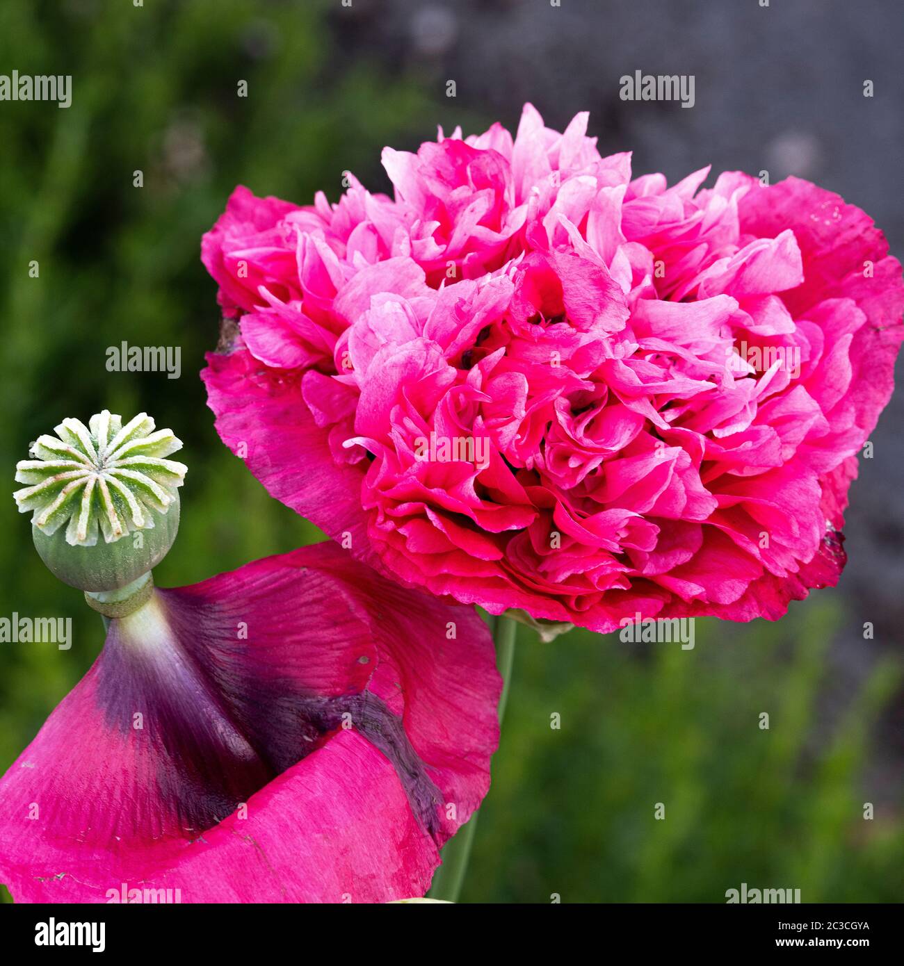 Double pink opium poppy papaver hi-res stock photography and images - Alamy