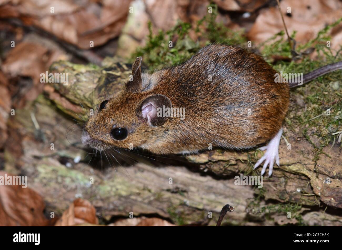 wood mouse apodemus sylvaticus Stock Photo - Alamy