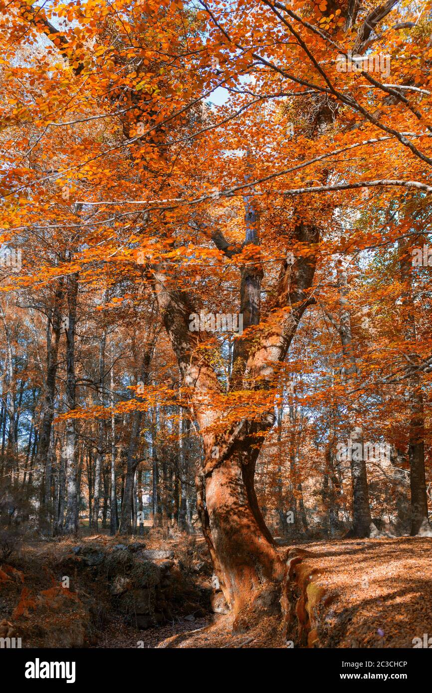 Autumn forest at Mata da Albergaria, Geres National Park, Portugal ...