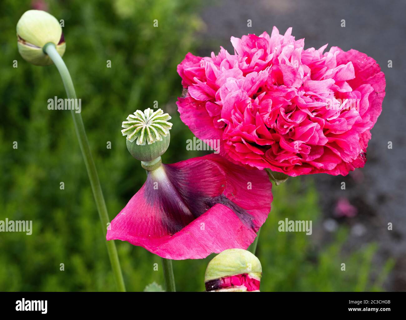 Tightly clustered petals hi-res stock photography and images - Alamy
