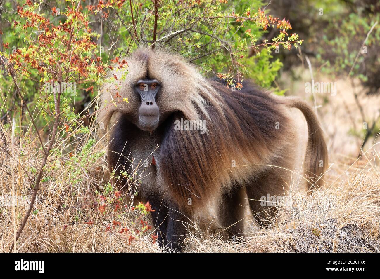 Gelada male alpha hi-res stock photography and images - Alamy