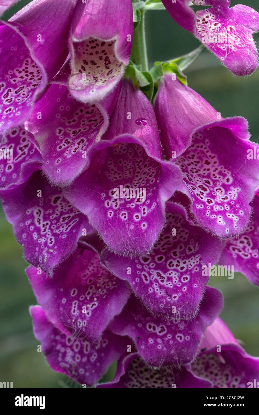 Tall spiked flowering plant hi-res stock photography and images - Alamy