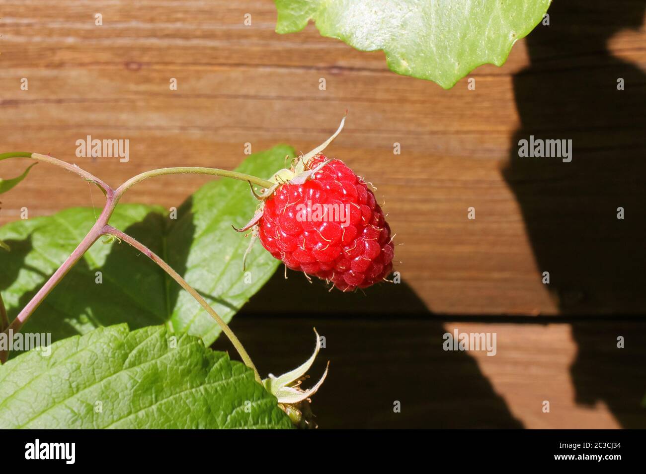 Macro close up of one isolated ripe red raspberry (rubus idaeus ...
