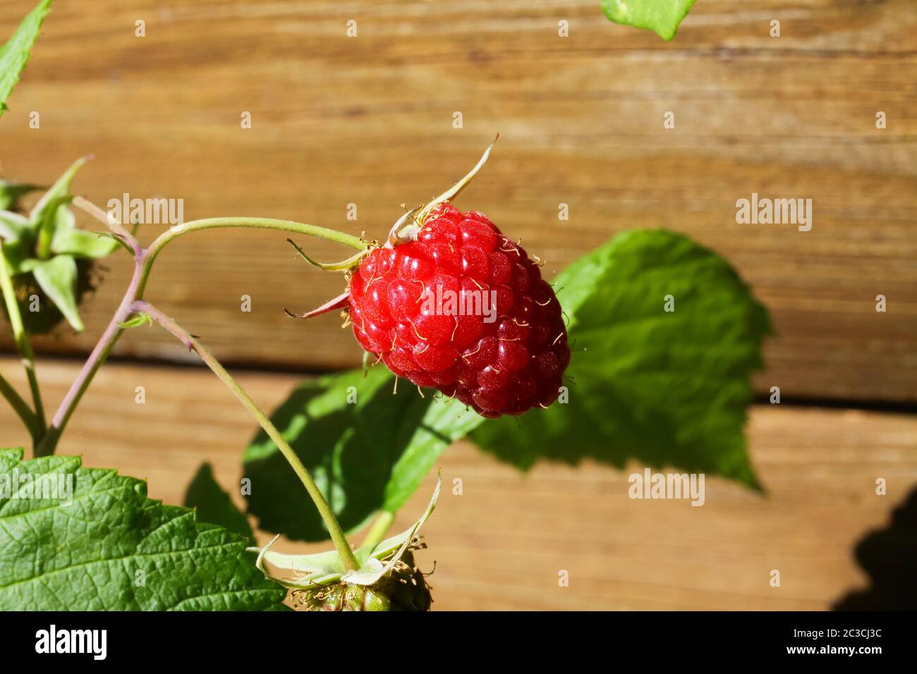 Macro close up of one isolated ripe red raspberry (rubus idaeus ...