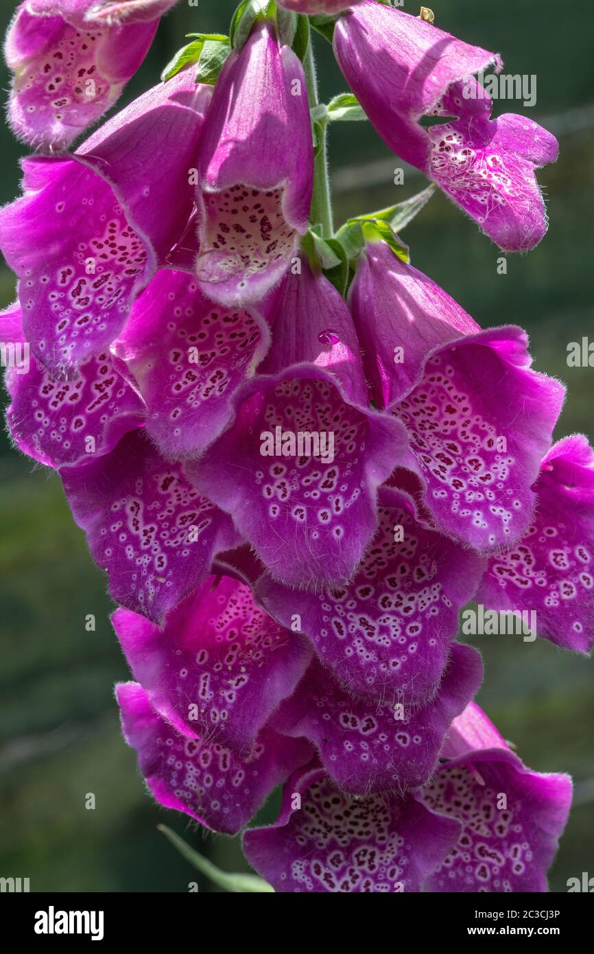 Tall spiked flowering plant hi-res stock photography and images - Alamy
