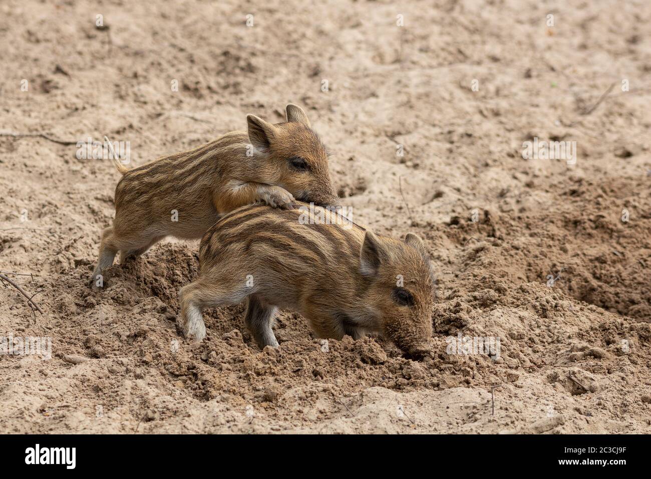 .Two little wild boar piglets romp in the mud Stock Photo - Alamy