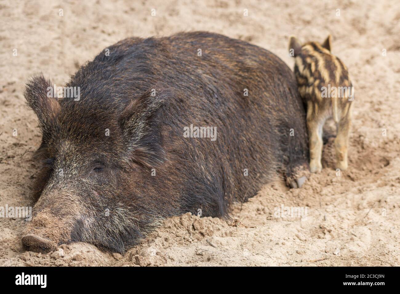 Swine pest hi-res stock photography and images - Alamy
