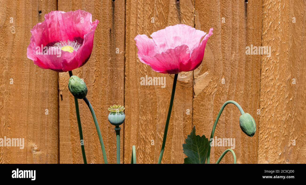 Opium poppy in full bloom hi-res stock photography and images - Alamy