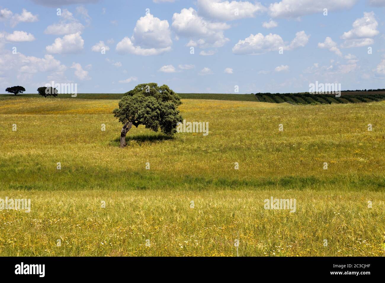 alentejo farm view, in the south of portugal Stock Photo - Alamy