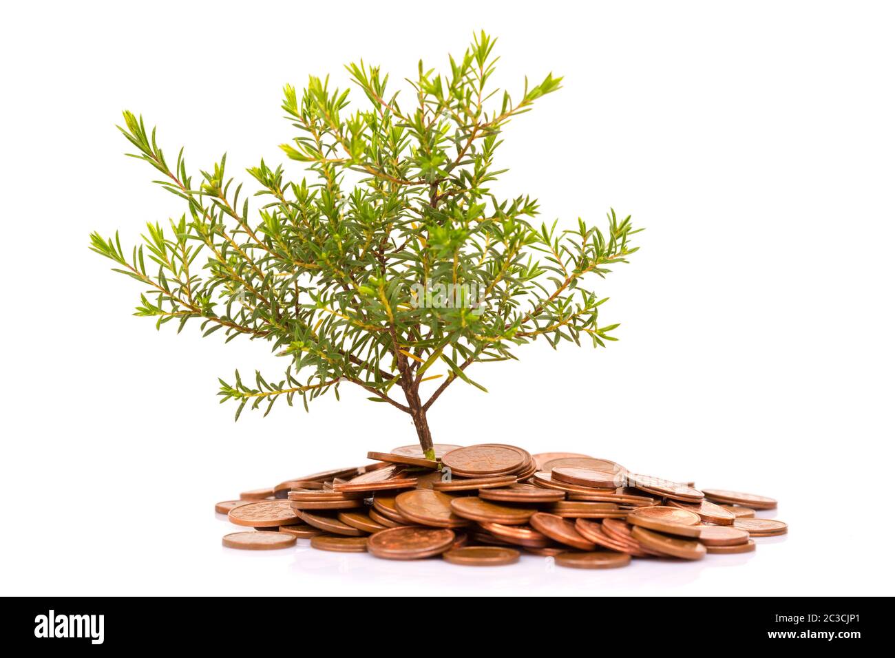 Coins and tree isolated on white background Stock Photo - Alamy