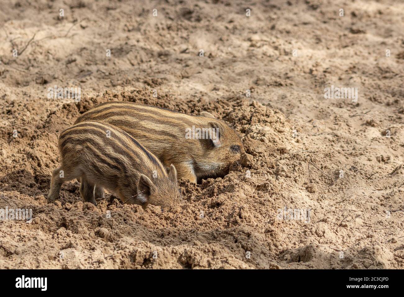 Two little wild boar piglets dig in the ground for food Stock Photo - Alamy