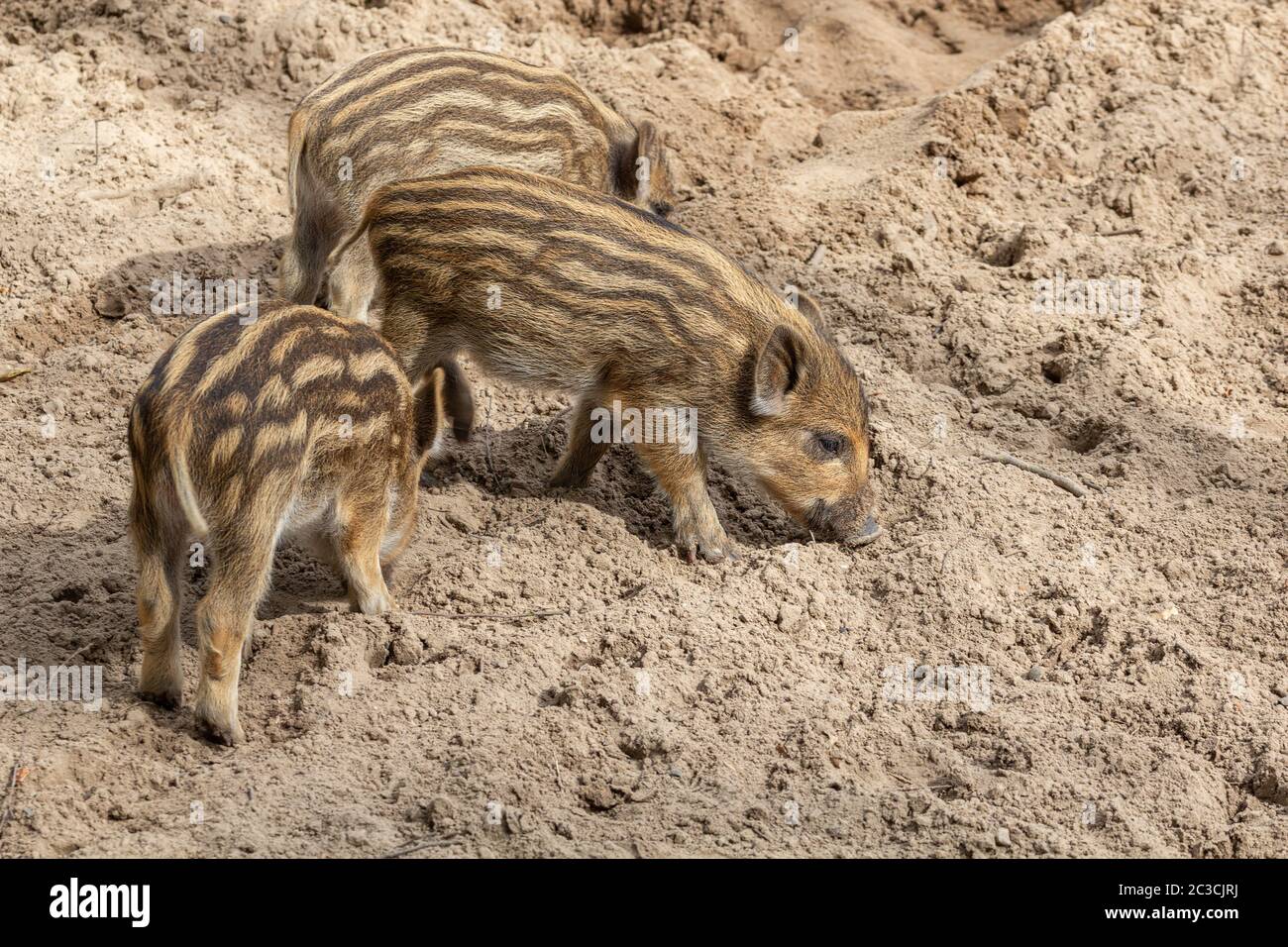 Three little wild boar piglets dig in the ground for food Stock Photo ...