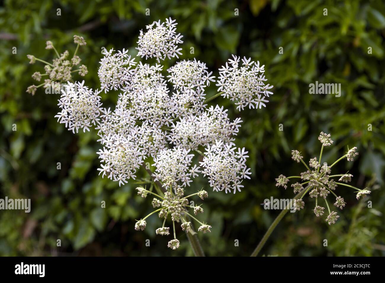 Umbellifera growing on a roadside verge in the Cotswold village of ...
