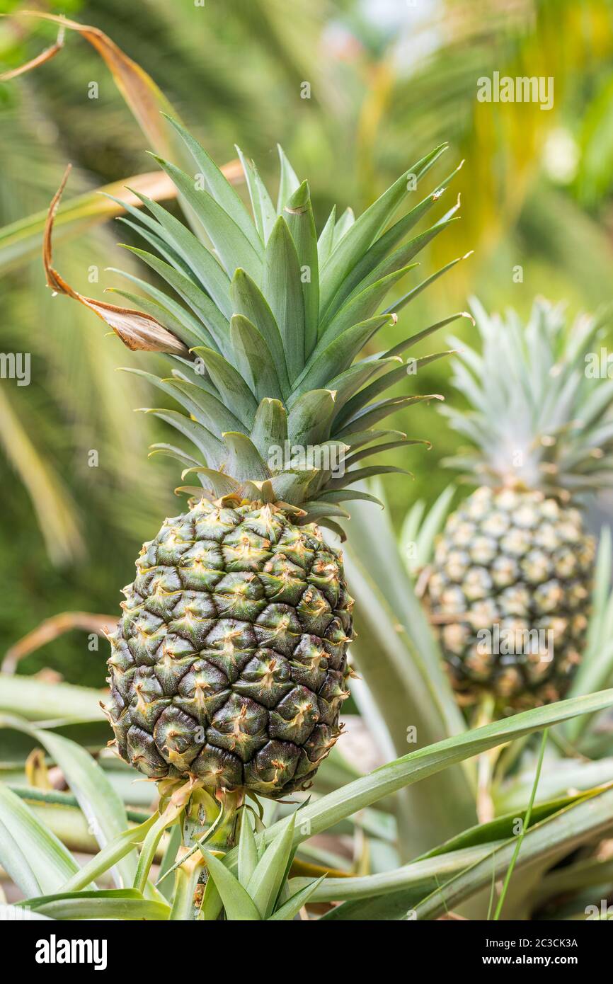 Pineapple plant field. Pineapple tropical fruit growing in garden Stock ...