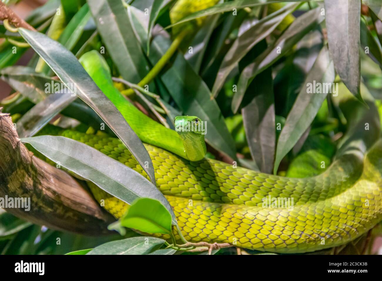 West african green mamba hi-res stock photography and images - Alamy