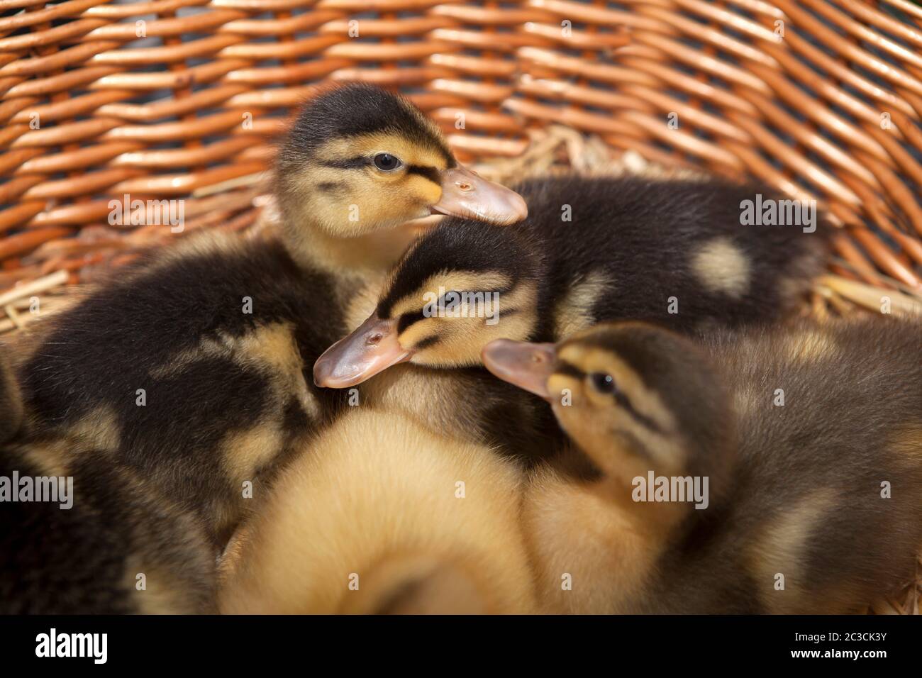 Several newborn ducklings with different colours in a basket Stock ...