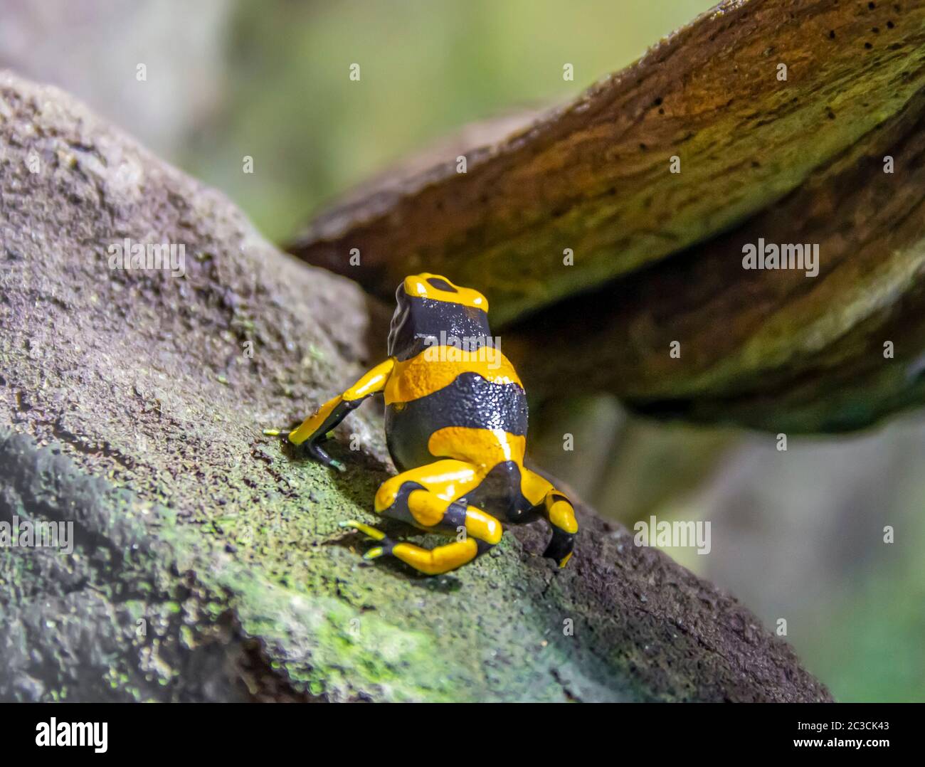 a Yellow-banded poison dart frog in natural ambiance Stock Photo - Alamy