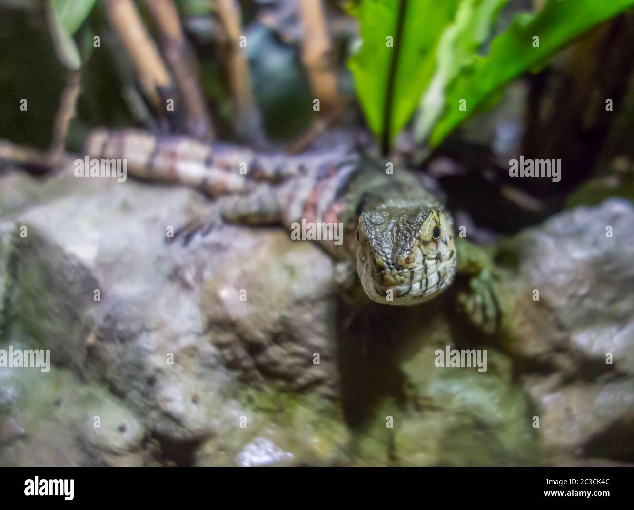Chinese crocodile lizard hi-res stock photography and images - Alamy