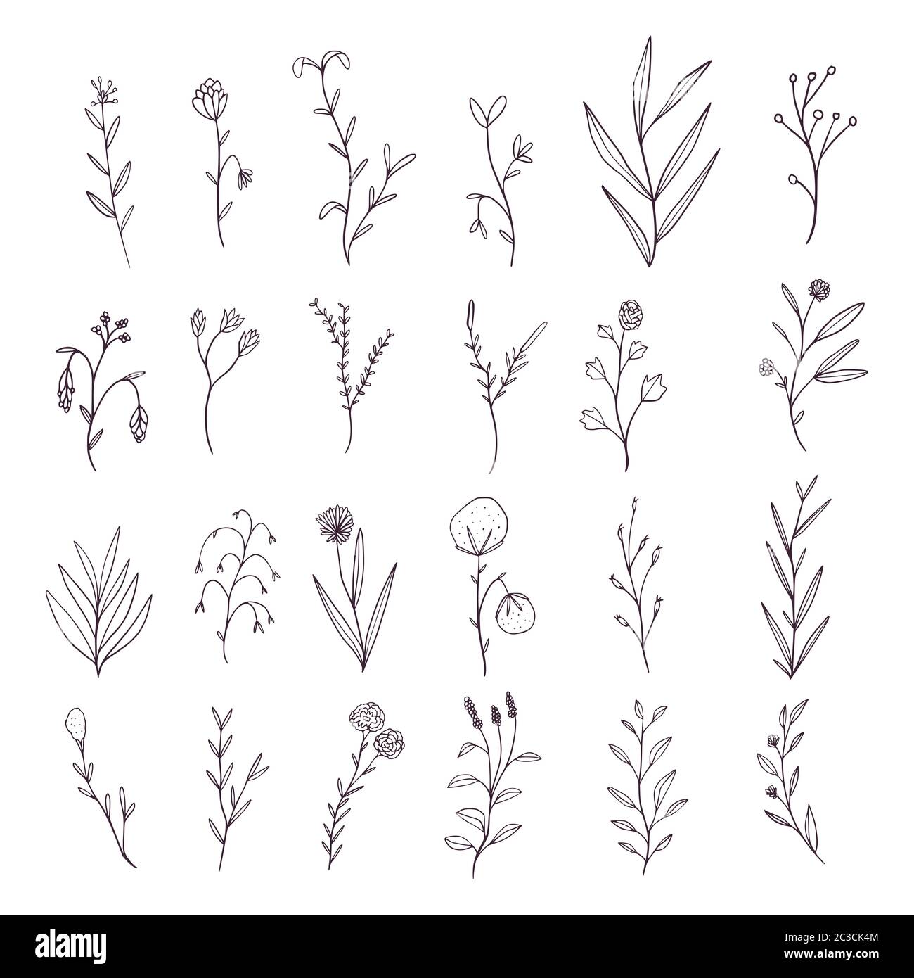Hand drawn botanical elements collection Stock Vector Image & Art - Alamy