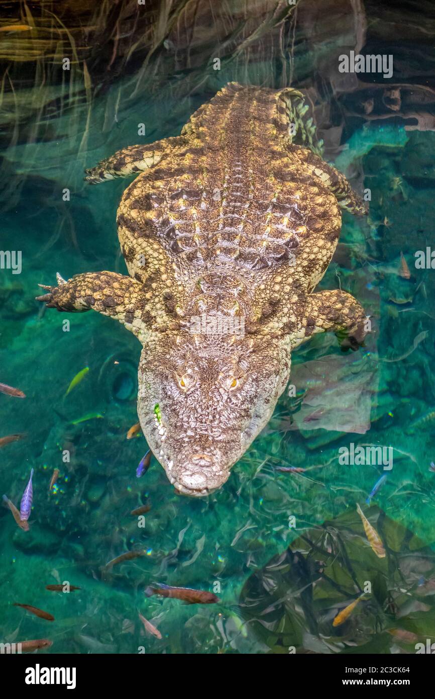 high angle view of a Nile crocodile floating on water surface Stock ...