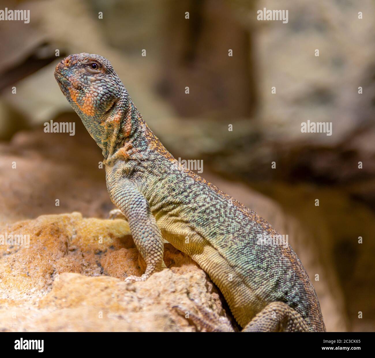 Spiny tailed agama lizard hi-res stock photography and images - Alamy