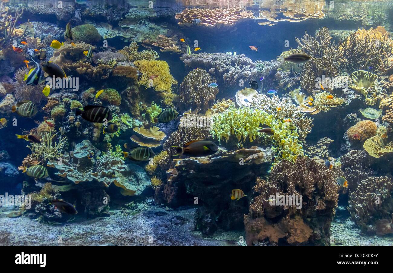 submerge coral reef scenery including lots of colorful fishes Stock ...
