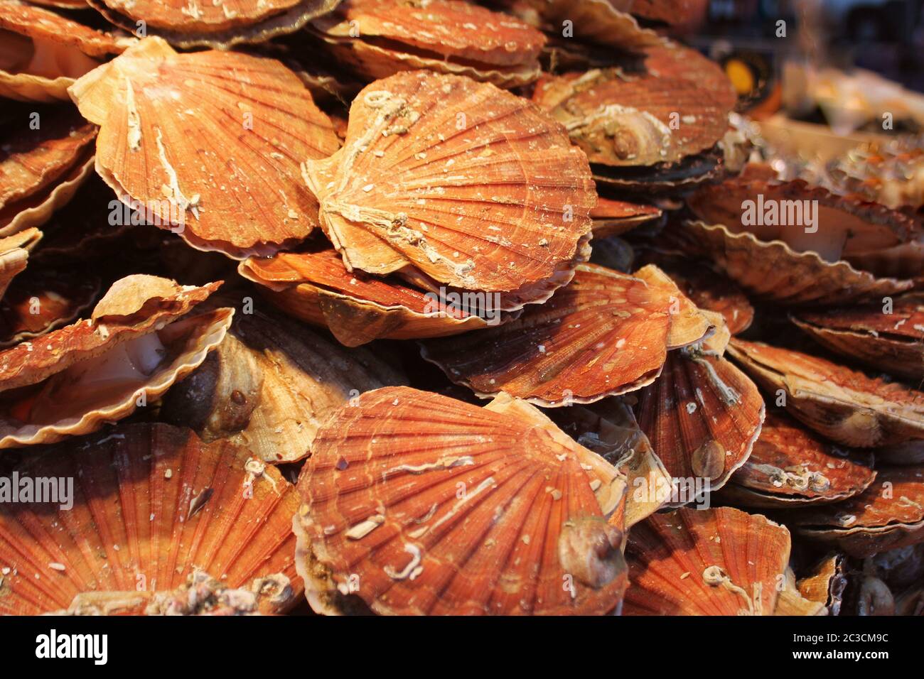 Pecten jacobaeus fish market hi-res stock photography and images - Alamy