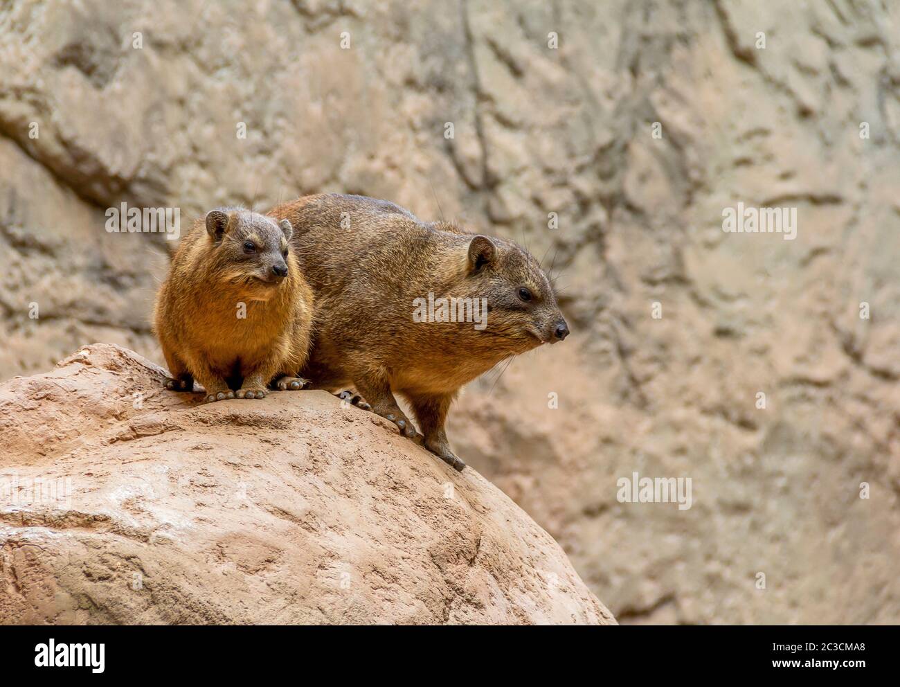 rock hyrax on rock formation in stony ambiance Stock Photo - Alamy
