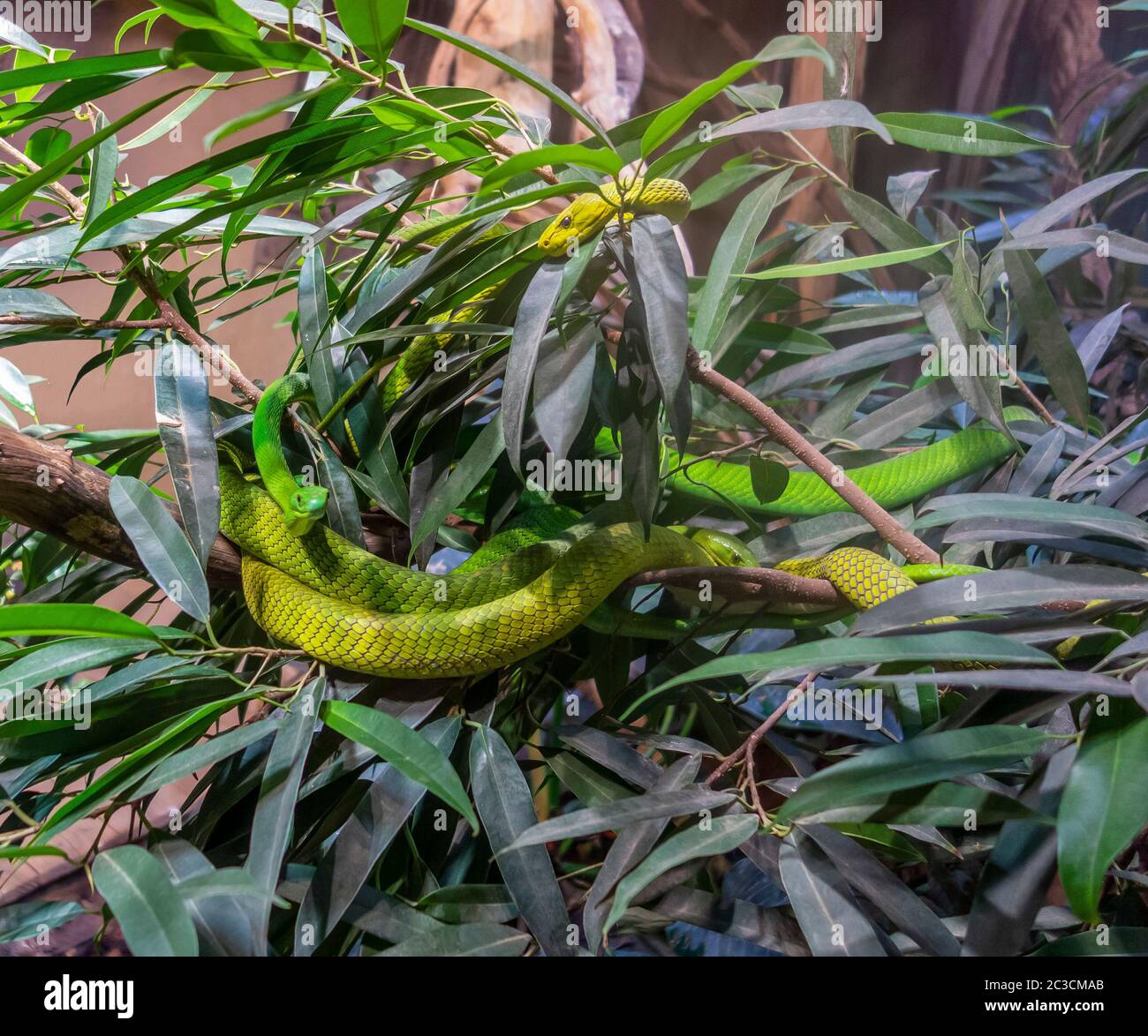 Western green mamba in green foliage ambiance Stock Photo - Alamy