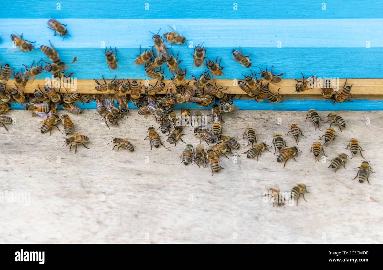 a beehive entrance with lots of bees Stock Photo - Alamy