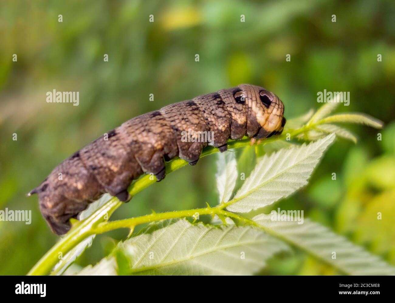 elephant hawk moth larva in natural back Stock Photo - Alamy