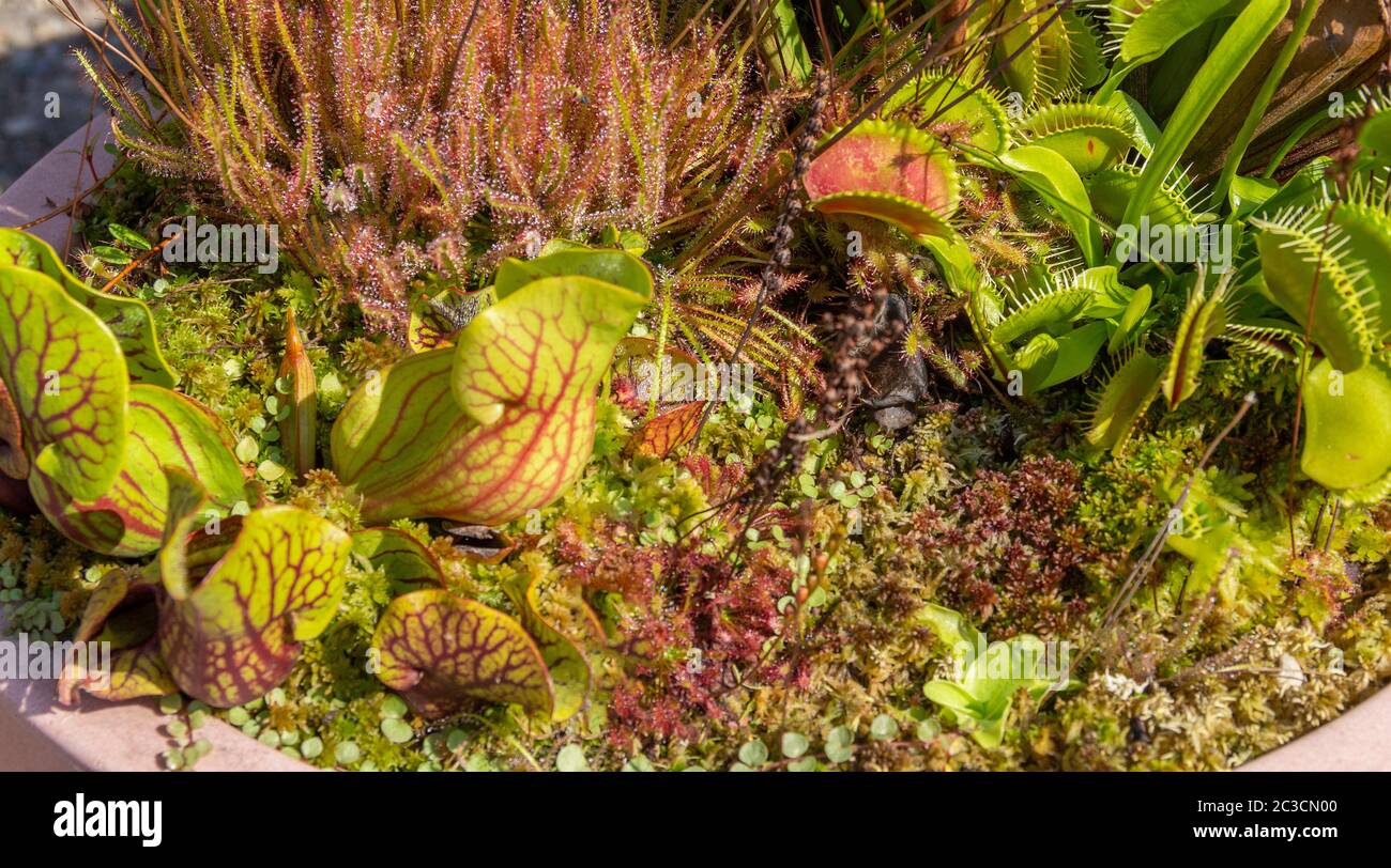 Flypaper plants hi-res stock photography and images - Alamy