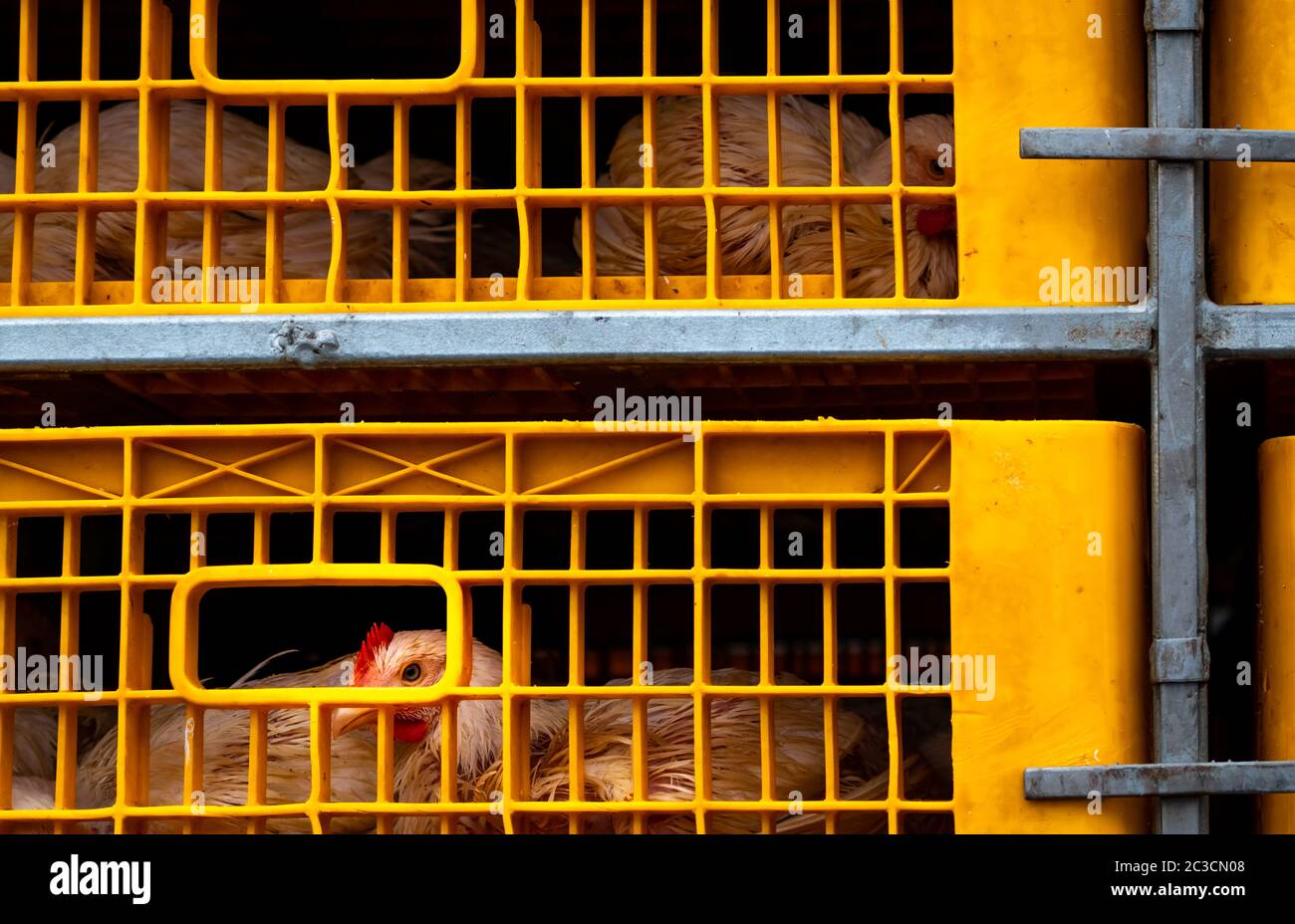 Chicken transport by truck from livestock farm to food factory. Poultry ...