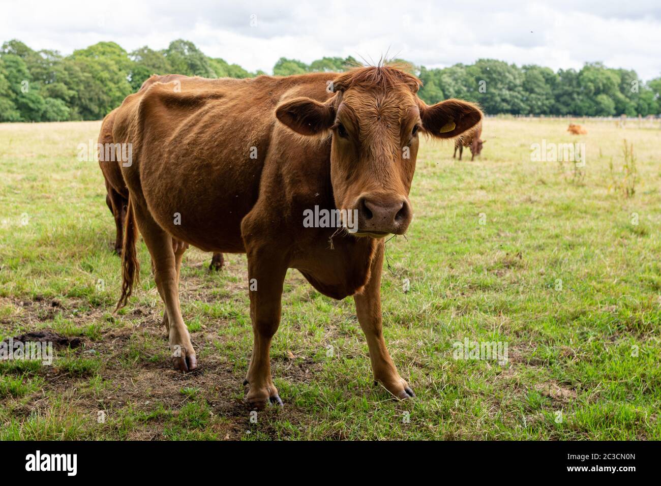 Brown cows hi-res stock photography and images - Alamy