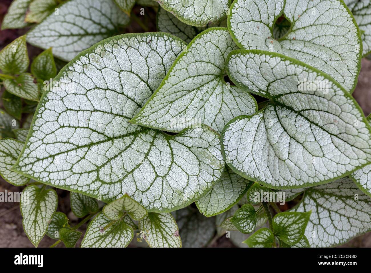Heartleaf brunnera, Siberian bugloss ( Brunnera macrophylla 'Jack Frost ...