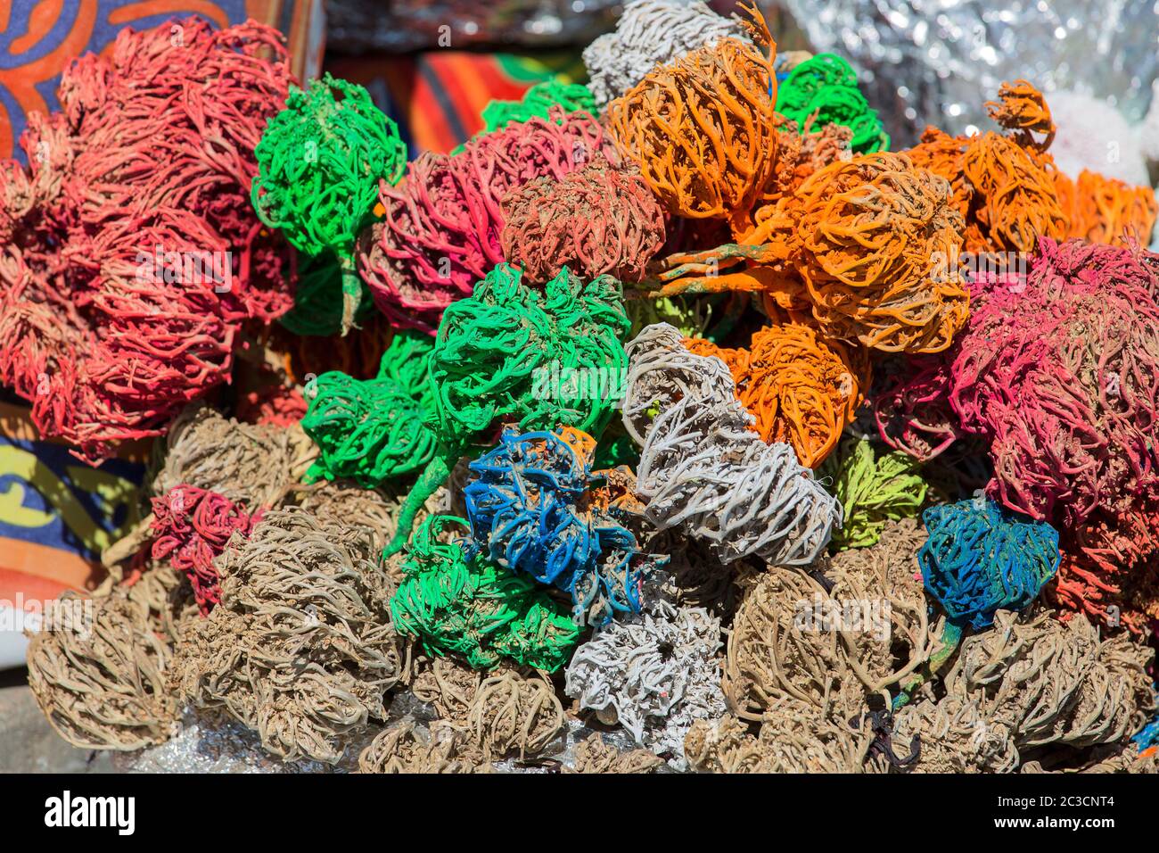 Colored dried marine algae from Red Sea, seaweed shaped into decorative ...