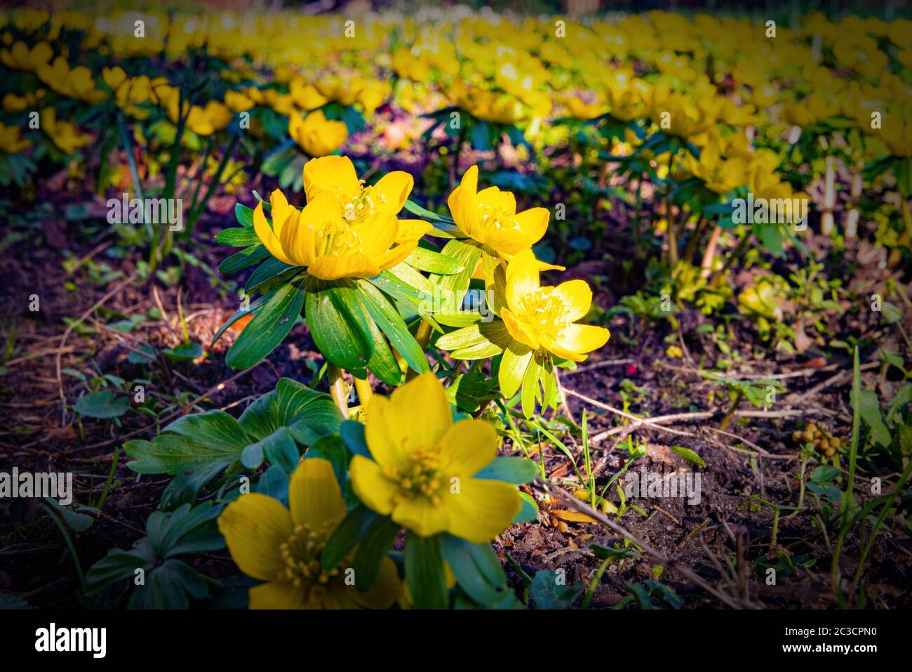 First beautiful spring flowers in the park Stock Photo - Alamy