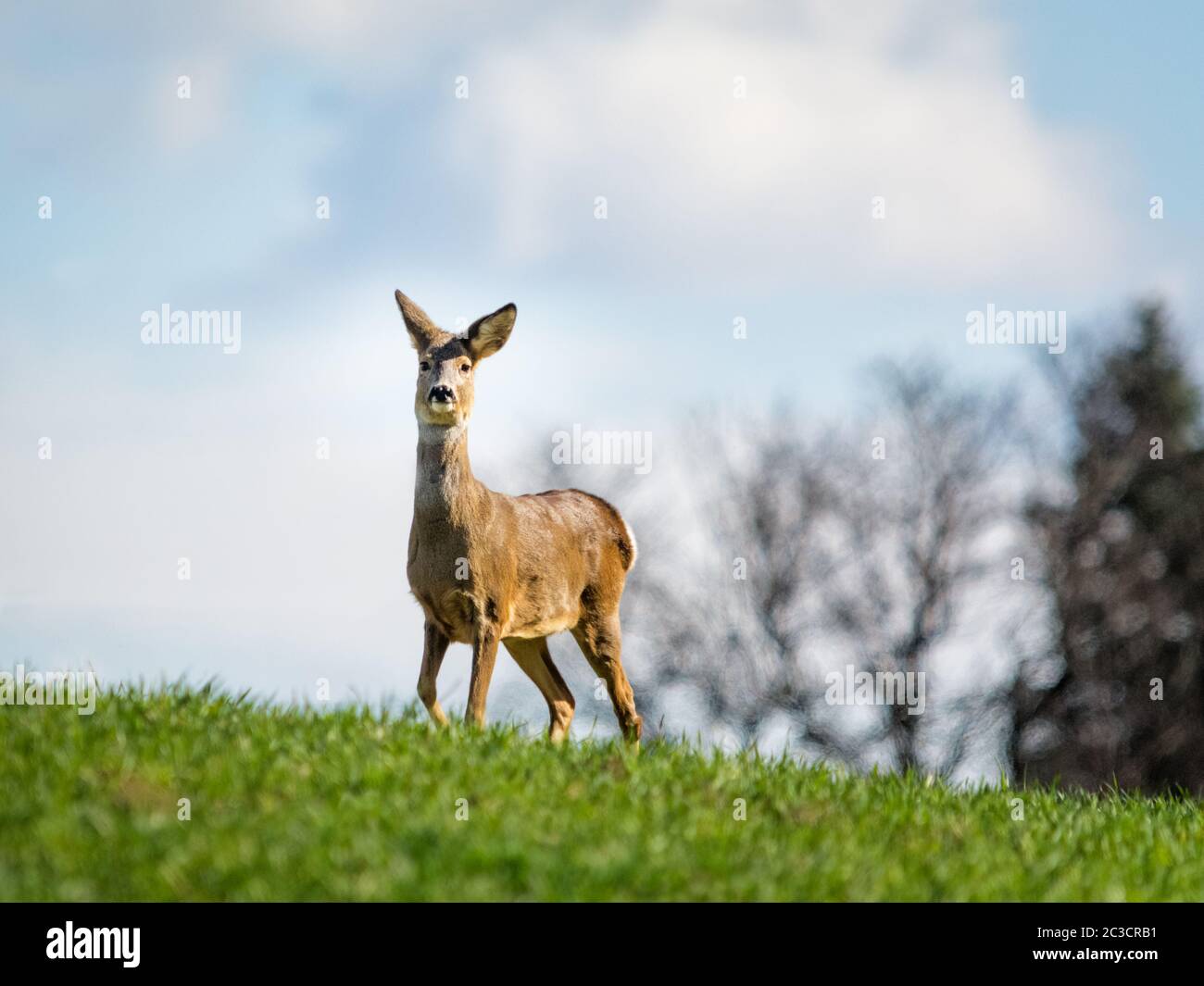 Curious shy hi-res stock photography and images - Alamy