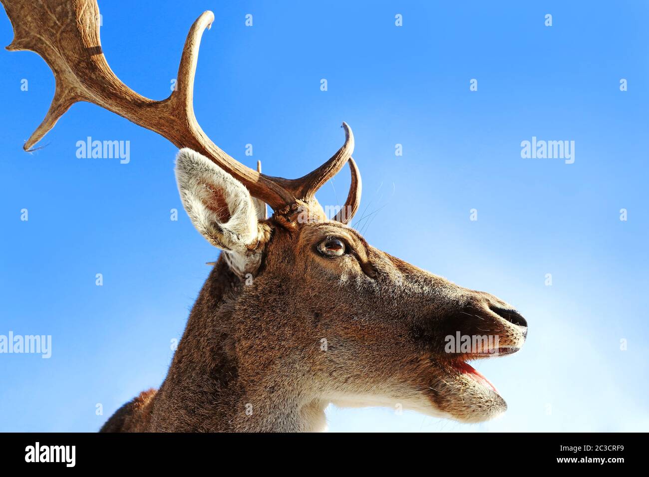 Animal tongue funny fallow deer hi-res stock photography and images - Alamy