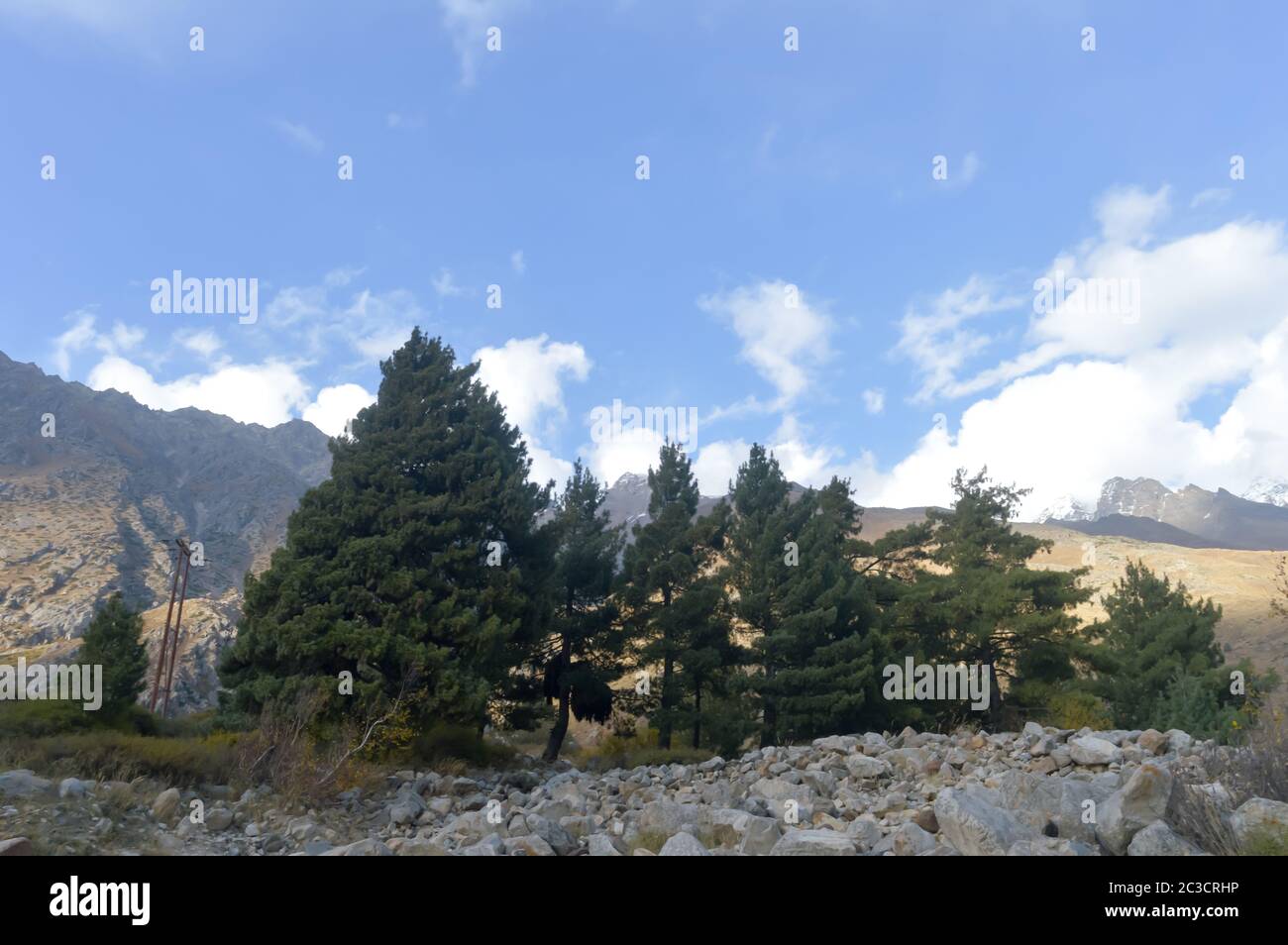 Pine Spruce trees woodland on mountain backdrop. Pine tree mountain ...