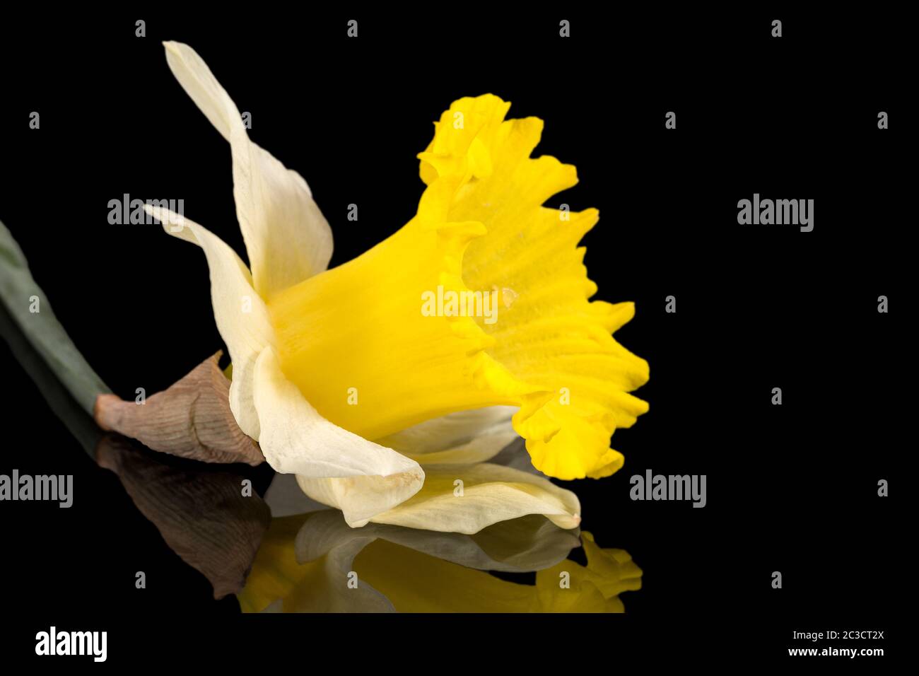 Single spring flower of yellow jonquil isolated on black background ...