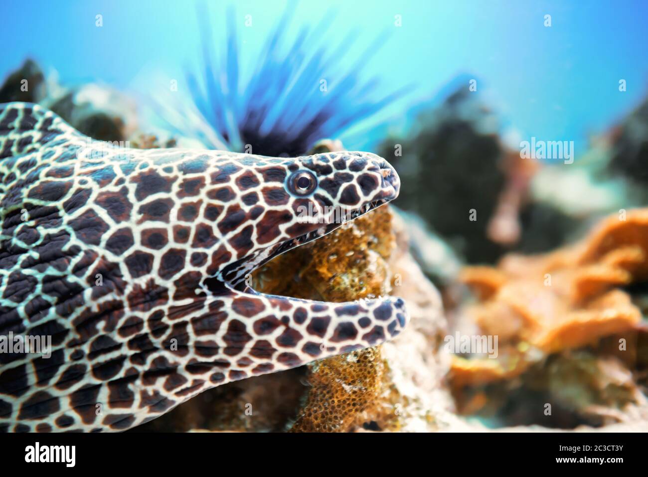 Laced moray fish at coral reef Stock Photo - Alamy