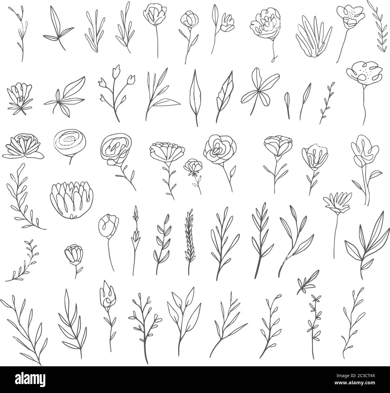 Hand drawn botanical elements collection Stock Vector Image & Art - Alamy
