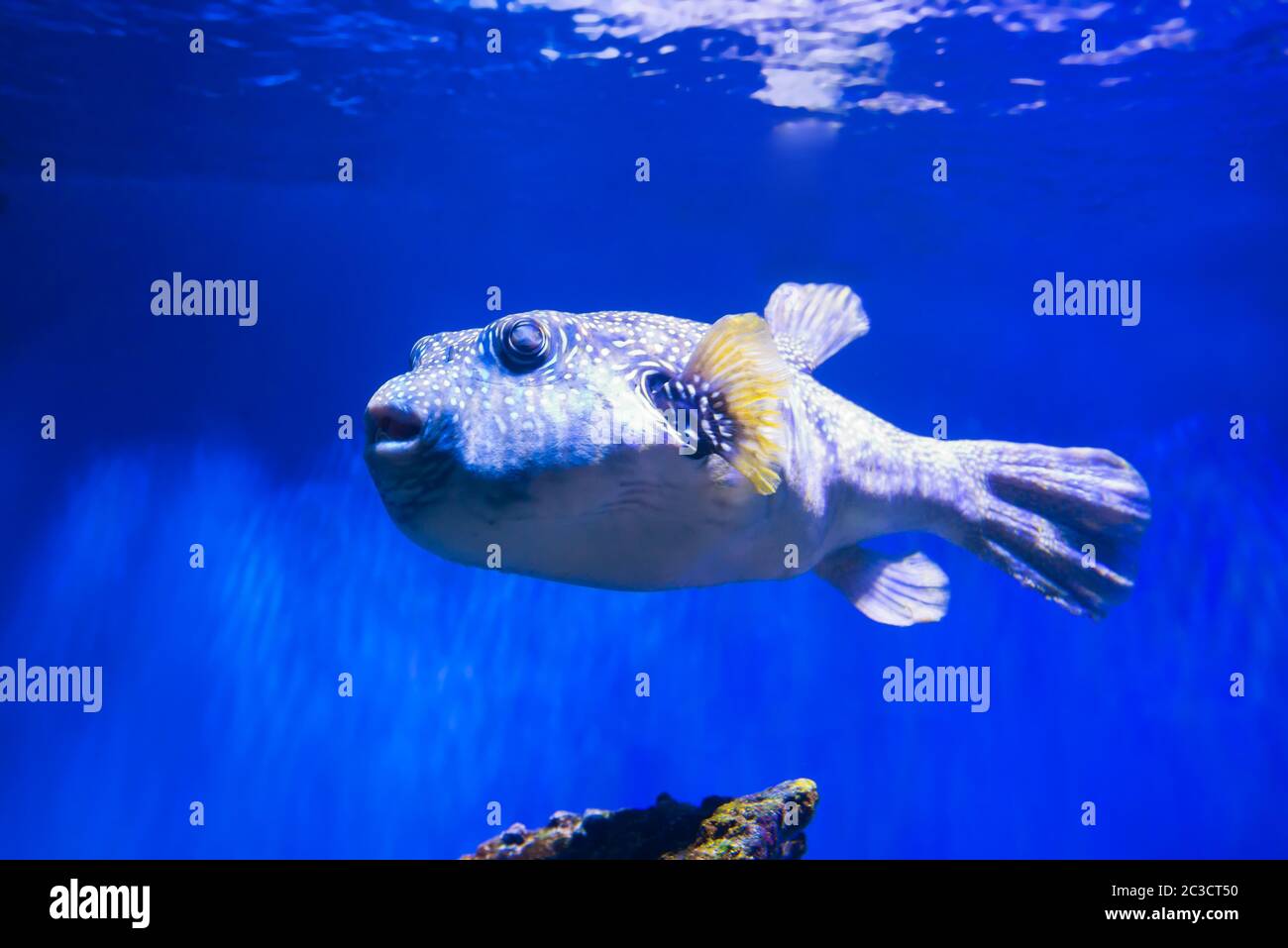 Fugu species hi-res stock photography and images - Alamy