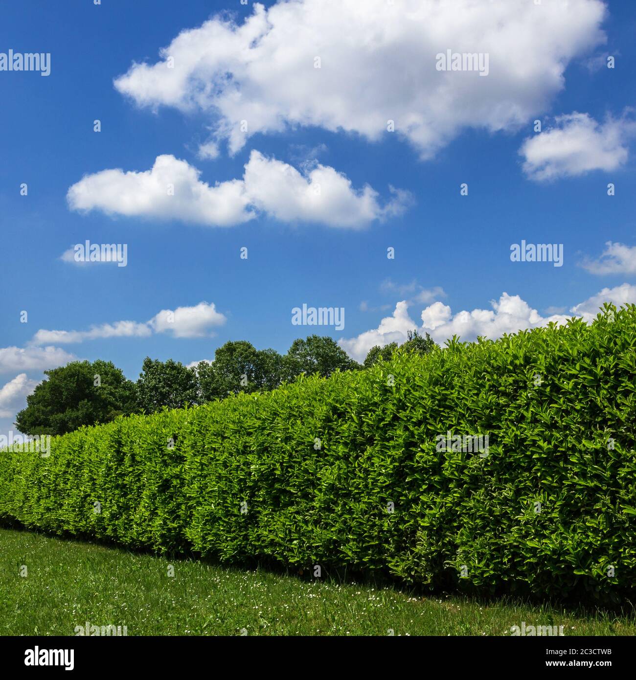 Manual hedge clippers hi-res stock photography and images - Alamy